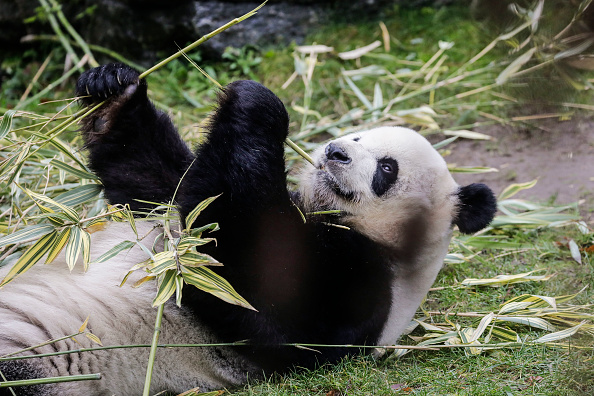 La lezione del panda: l’impegno umano può salvare il Pianeta